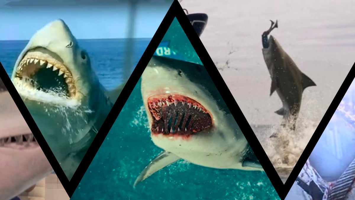 Shark Week: Five Jaw-somely Bad Shark Films